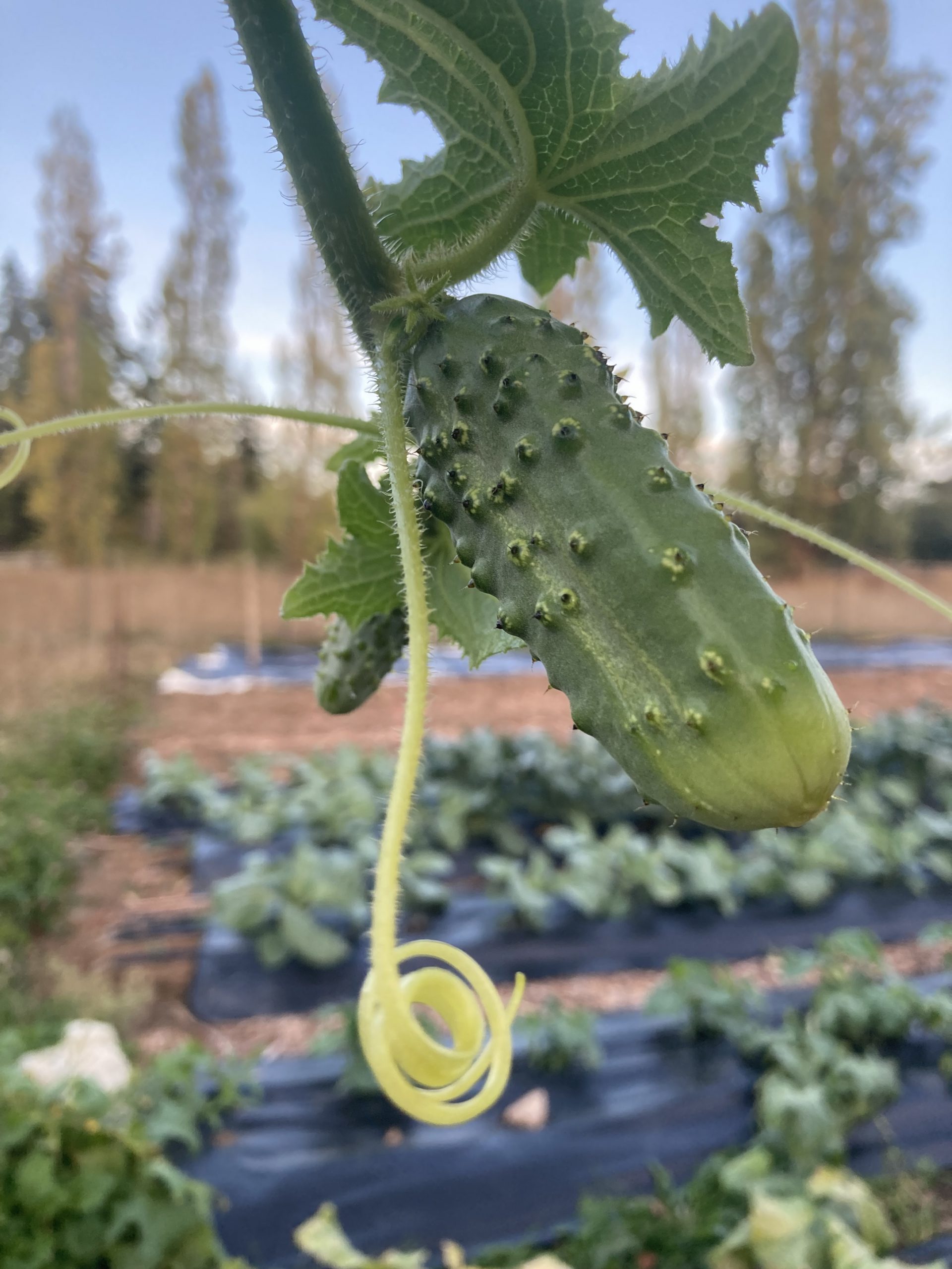 Cukes - Barrelhouse Brine